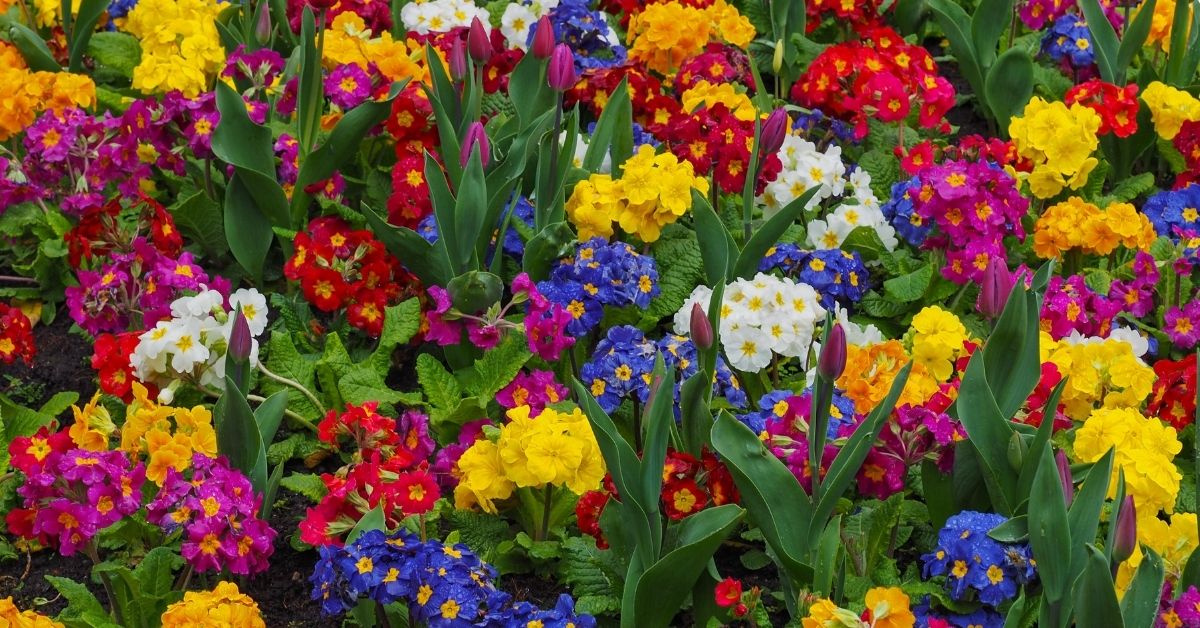 Colourful Plants That You Should Have in Your Garden ⋆